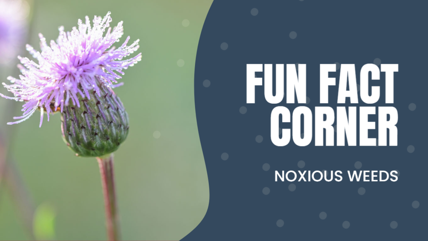 Fun Fact Corner: Noxious weeds | RiversEdge West